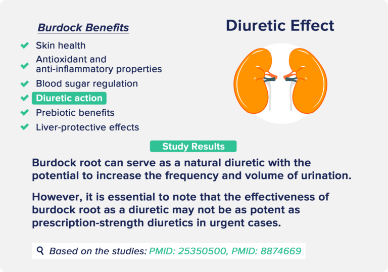 Burdock Root Benefits and Side Effects
