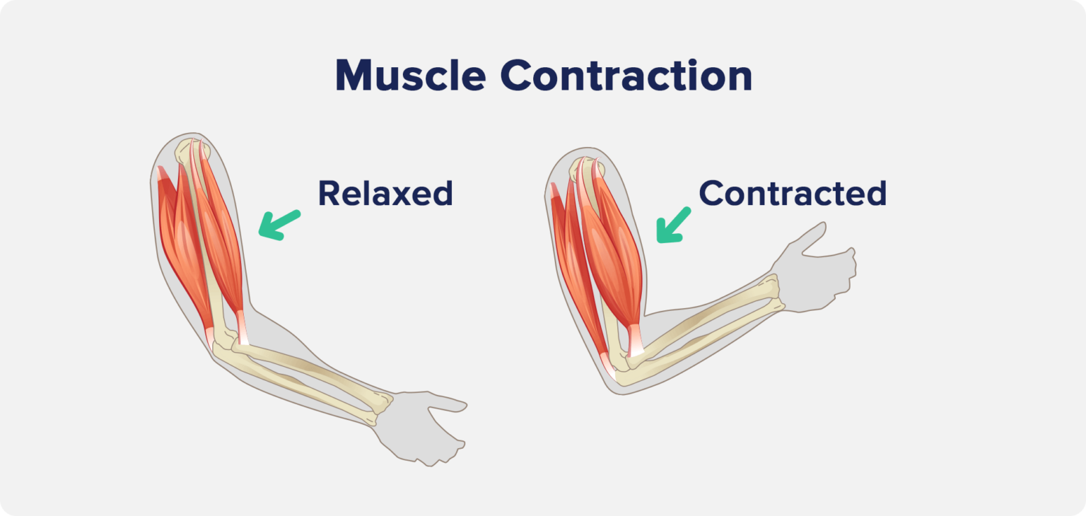Natural Muscle Relaxers
