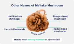 Maitake Mushroom: Benefits, Risks, & Nutrition