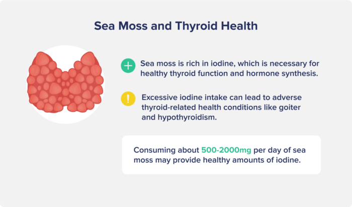 Sea Moss: Benefits & How To Eat It