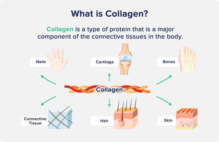 Bovine Collagen: Benefits, Types, and Side Effects